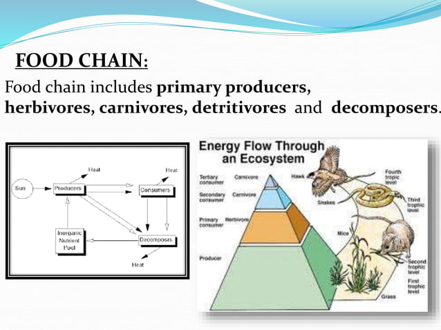 Energy flow in Ecosystem | PPT