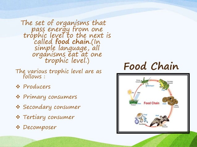 Energy flow in ecosystem | PPTX | Physics | Science