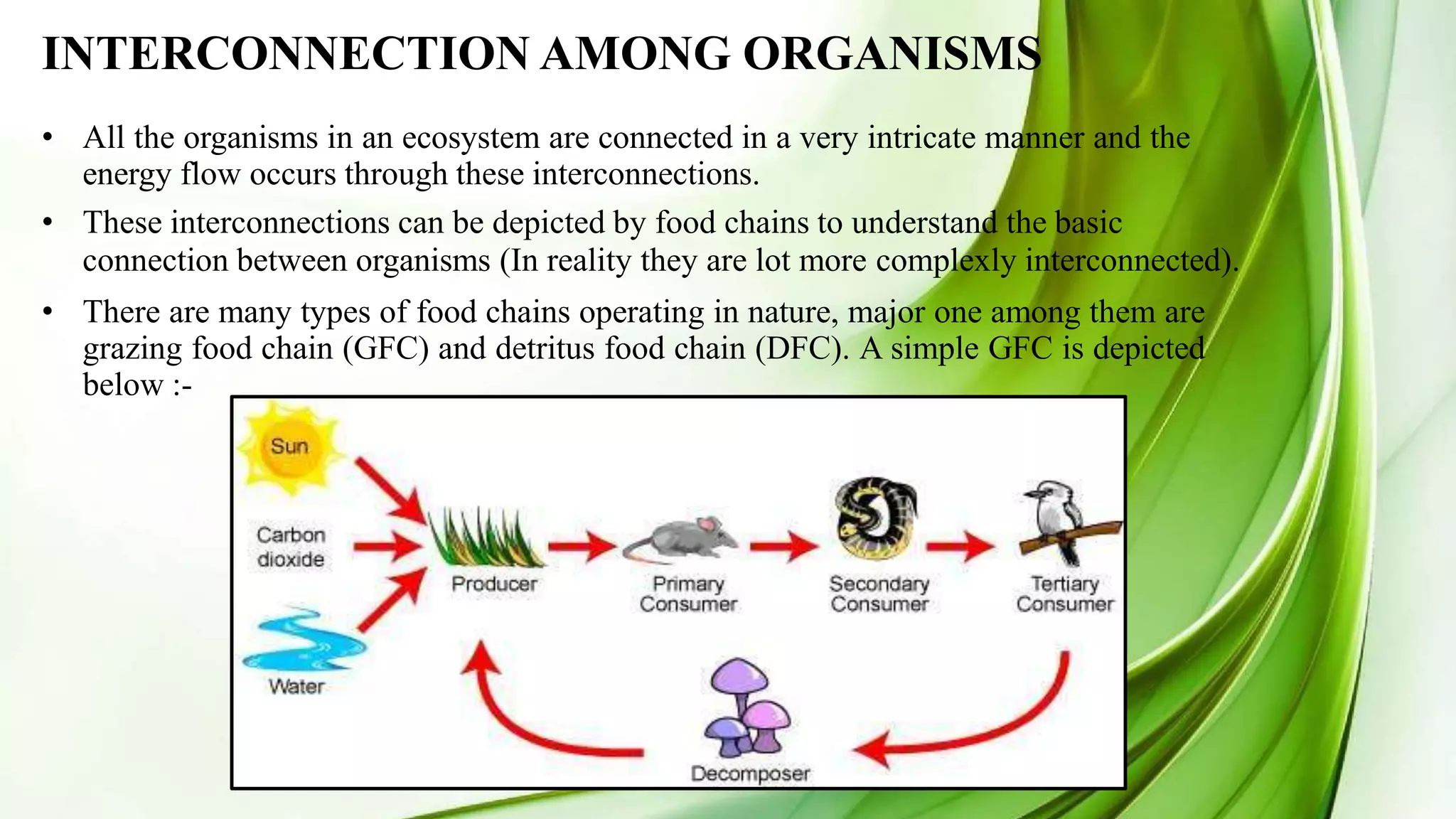 energy flow in ecosystem.pptx | Geography | Science