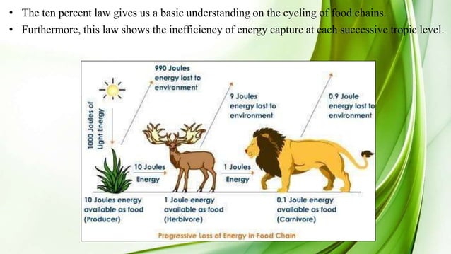 energy flow in ecosystem.pptx | Geography | Science