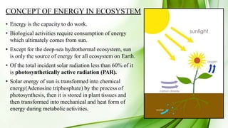 energy flow in ecosystem.pptx
