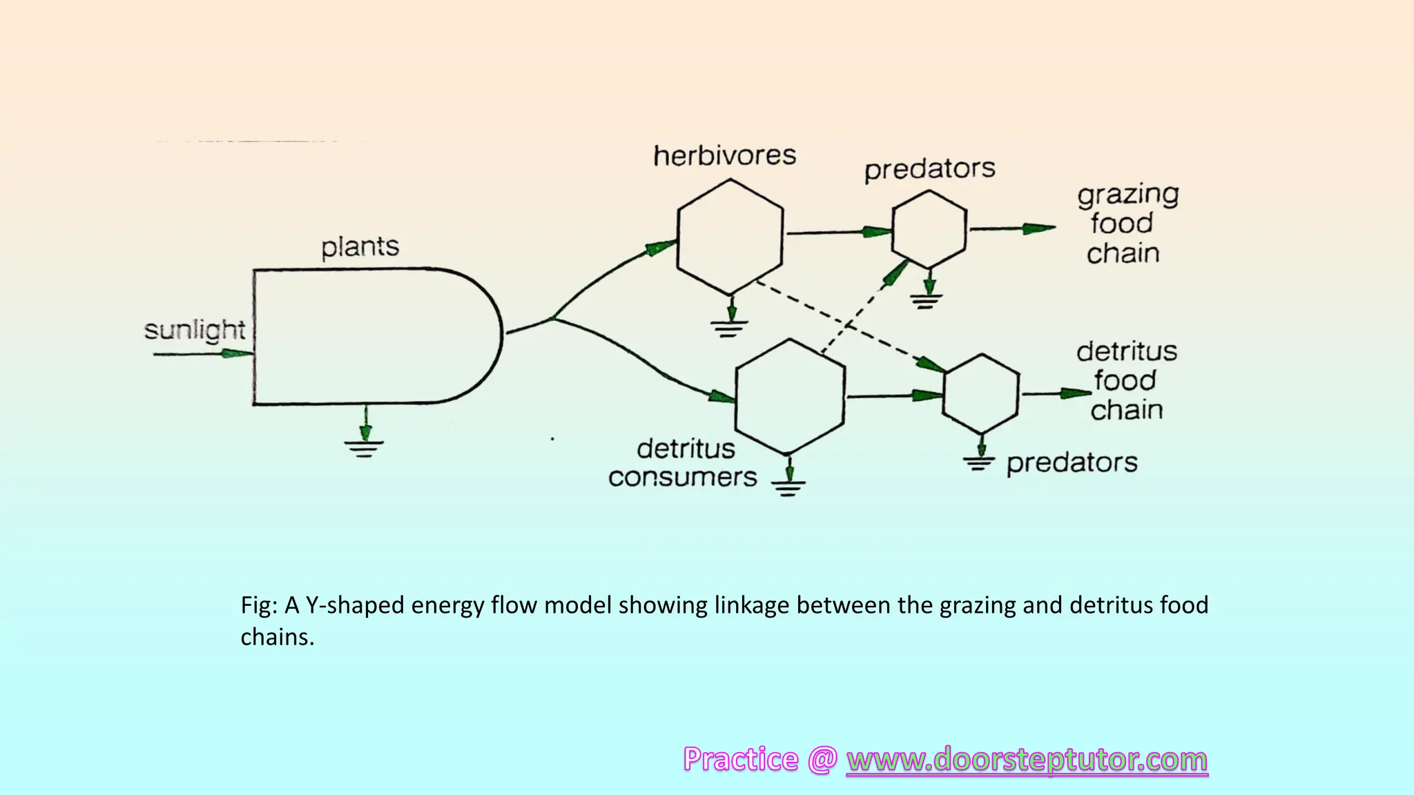 Energy flow in ecosystem.pptx