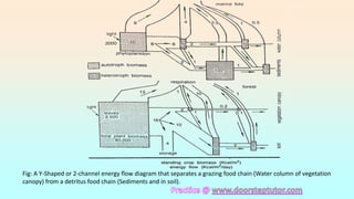 Energy flow in ecosystem.pptx