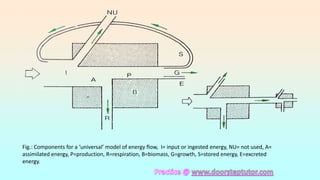 Energy flow in ecosystem.pptx