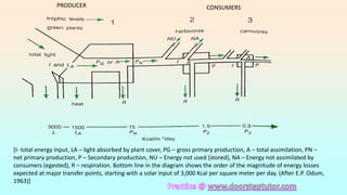 Energy flow in ecosystem.pptx