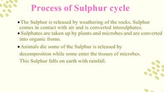 Energy flow in Ecosystem carbon & nitrogen & Sulphur Cycle | PDF