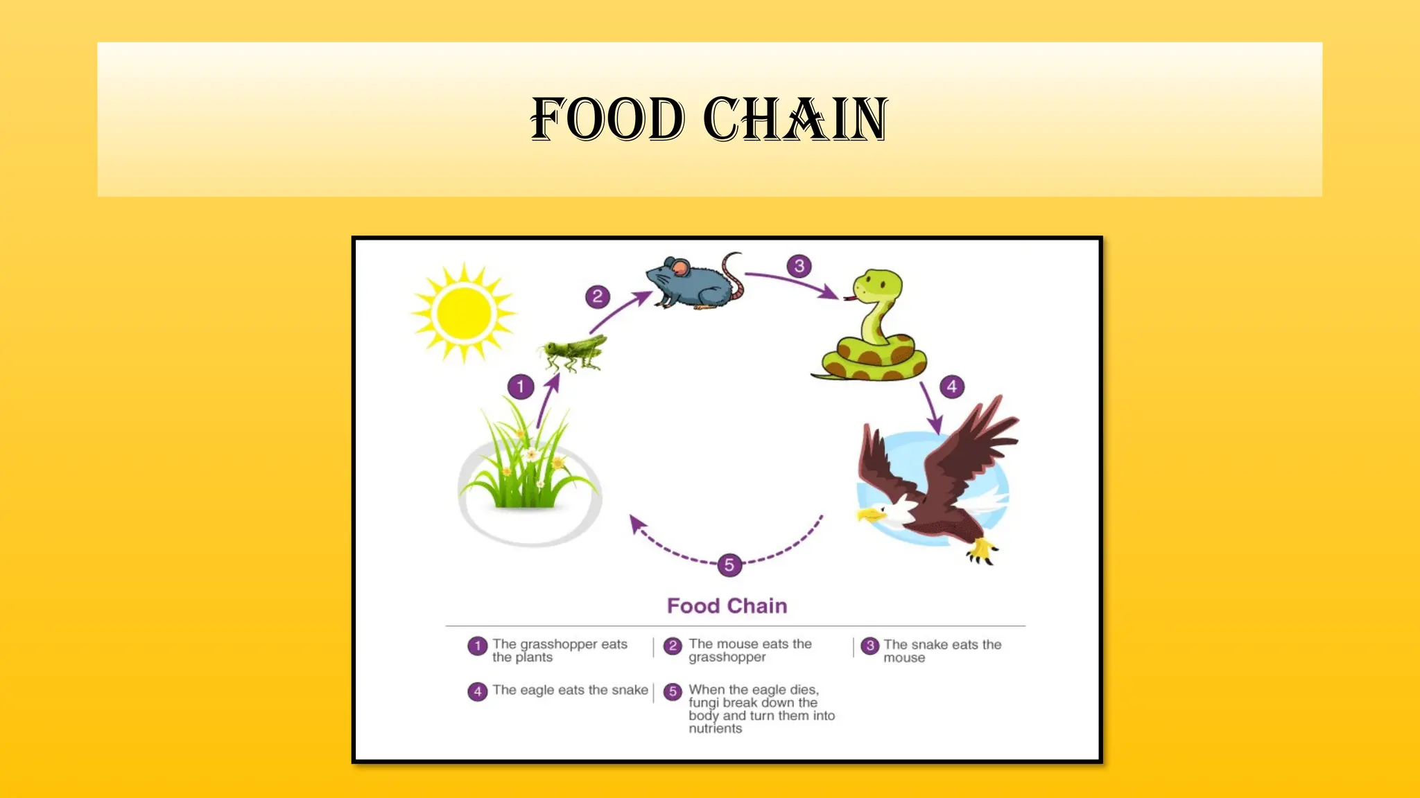Energy flow in ecosystem.importance , laws of thermodynamics in ...