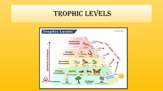 Energy flow in ecosystem.importance , laws of thermodynamics in ...