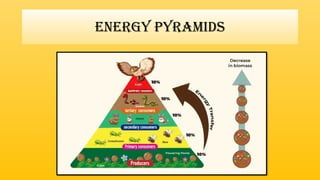 Energy flow in ecosystem.importance , laws of thermodynamics in ...