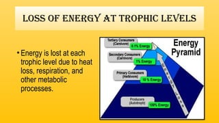 Energy flow in ecosystem.importance , laws of thermodynamics in ...