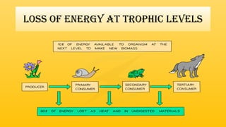 Energy flow in ecosystem.importance , laws of thermodynamics in ...