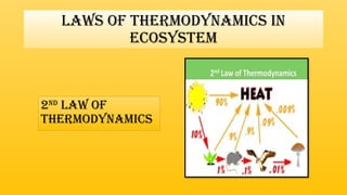 Energy flow in ecosystem.importance , laws of thermodynamics in ...