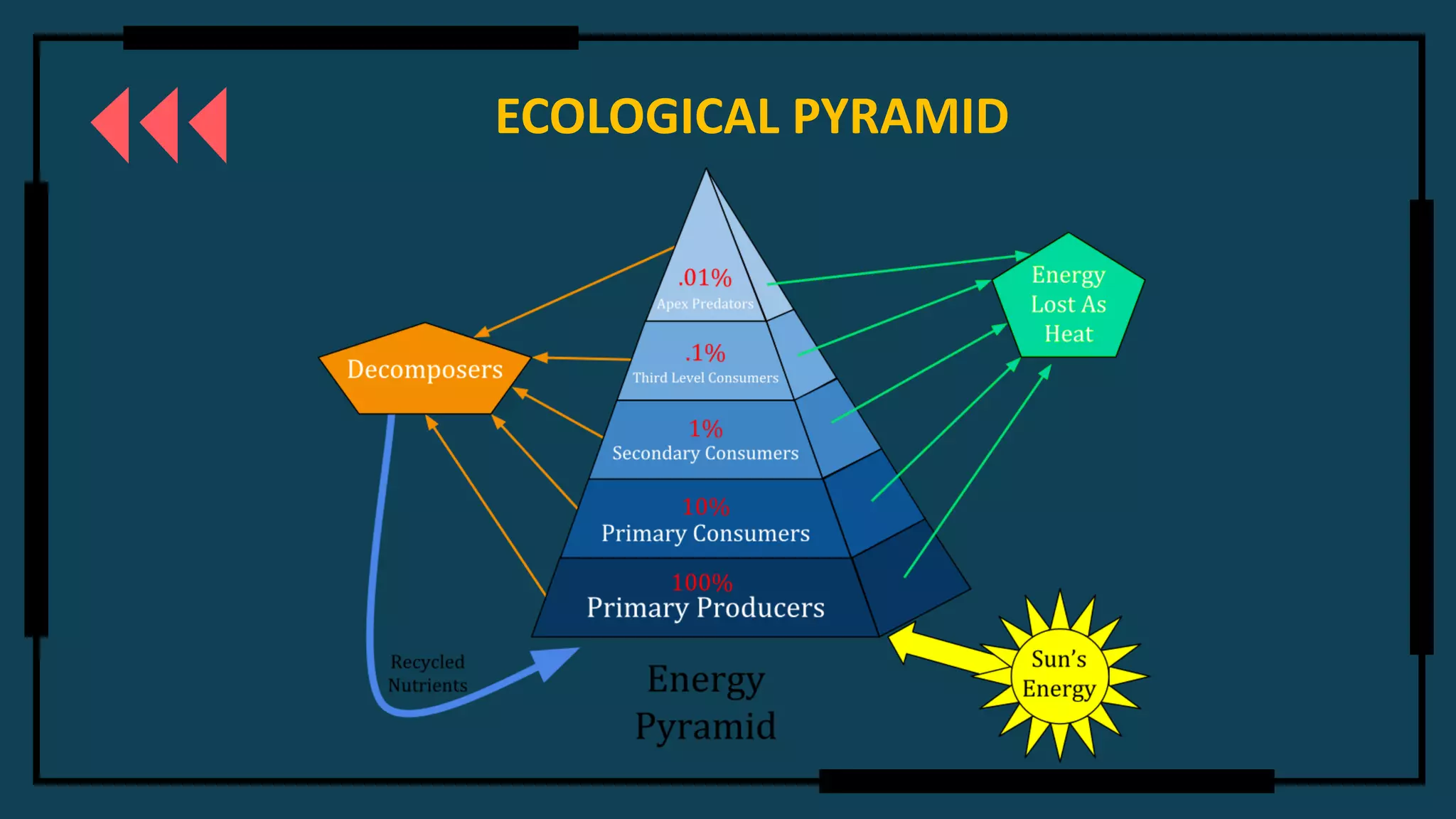 Energy Flow in Ecosystem and Statistical Ecology Presentation.pdf