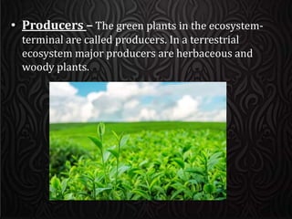 ENERGY FLOW IN ECOSYSTEM(MANISH SAHU).pptx