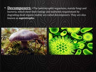 ENERGY FLOW IN ECOSYSTEM(MANISH SAHU).pptx