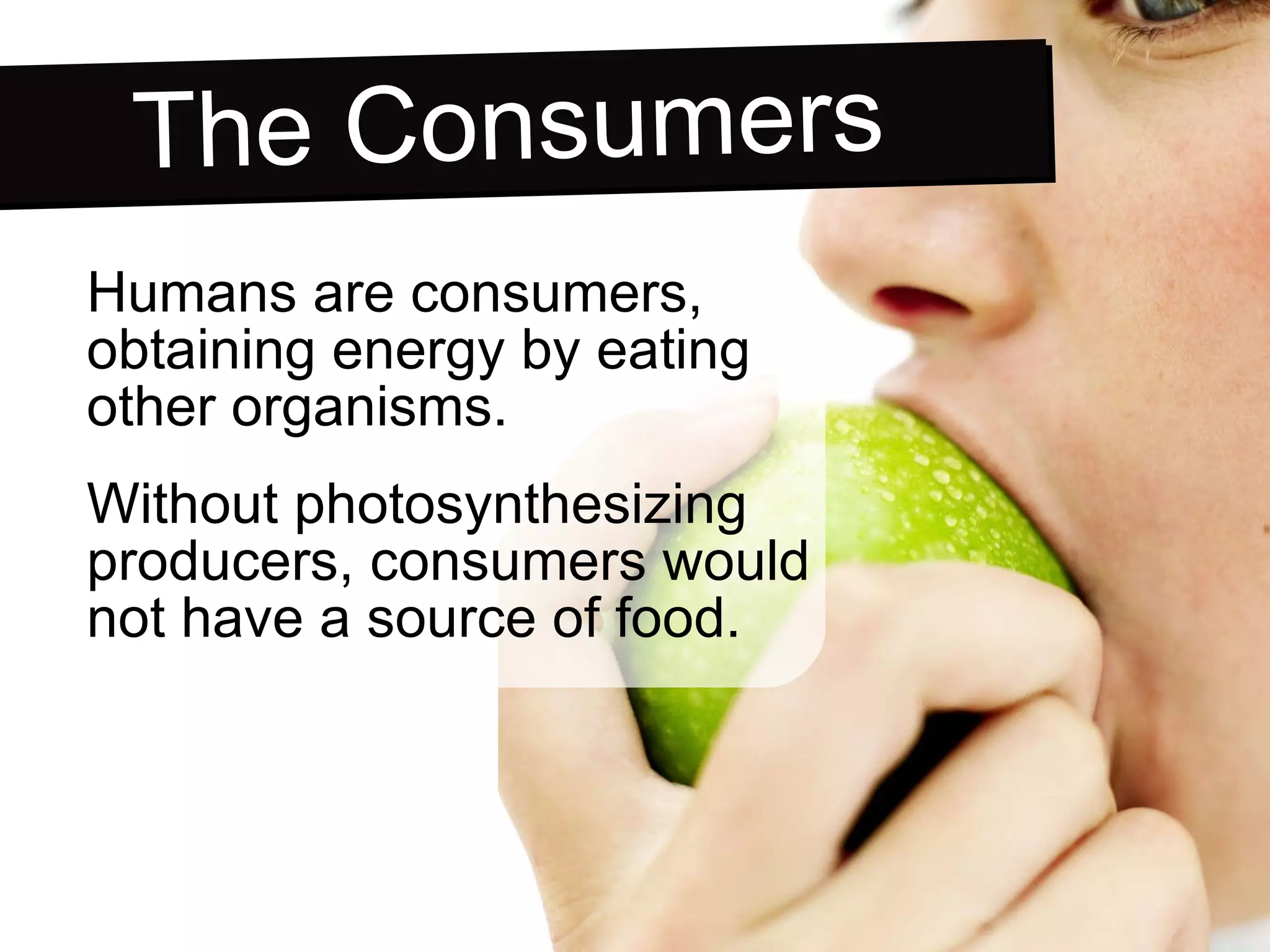 Energy Flow in Ecosystems | PPT