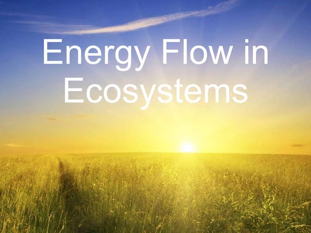 Energy Flow in Ecosystems | PPT