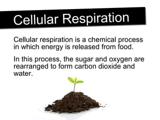 Energy Flow in Ecosystems | PPT