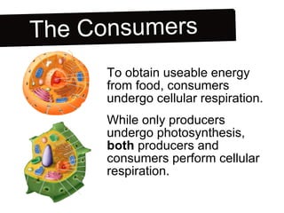 Energy Flow in Ecosystems | PPT