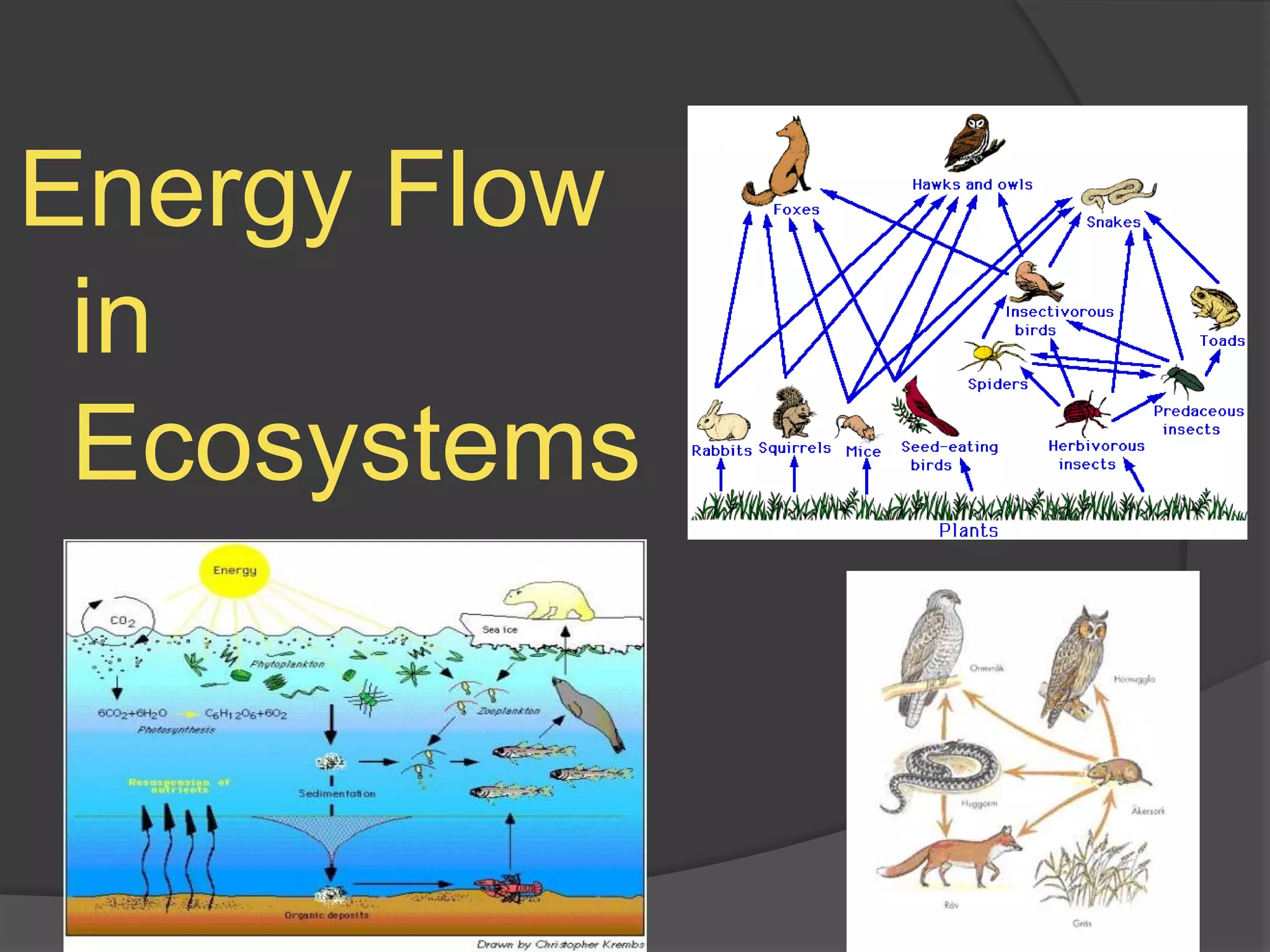 Energy flow in ecosystems | PPTX | Environment | Science