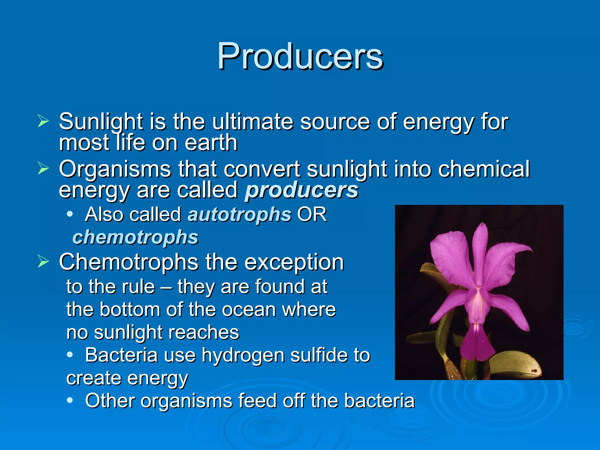 Energy flow in ecosystems | PPT