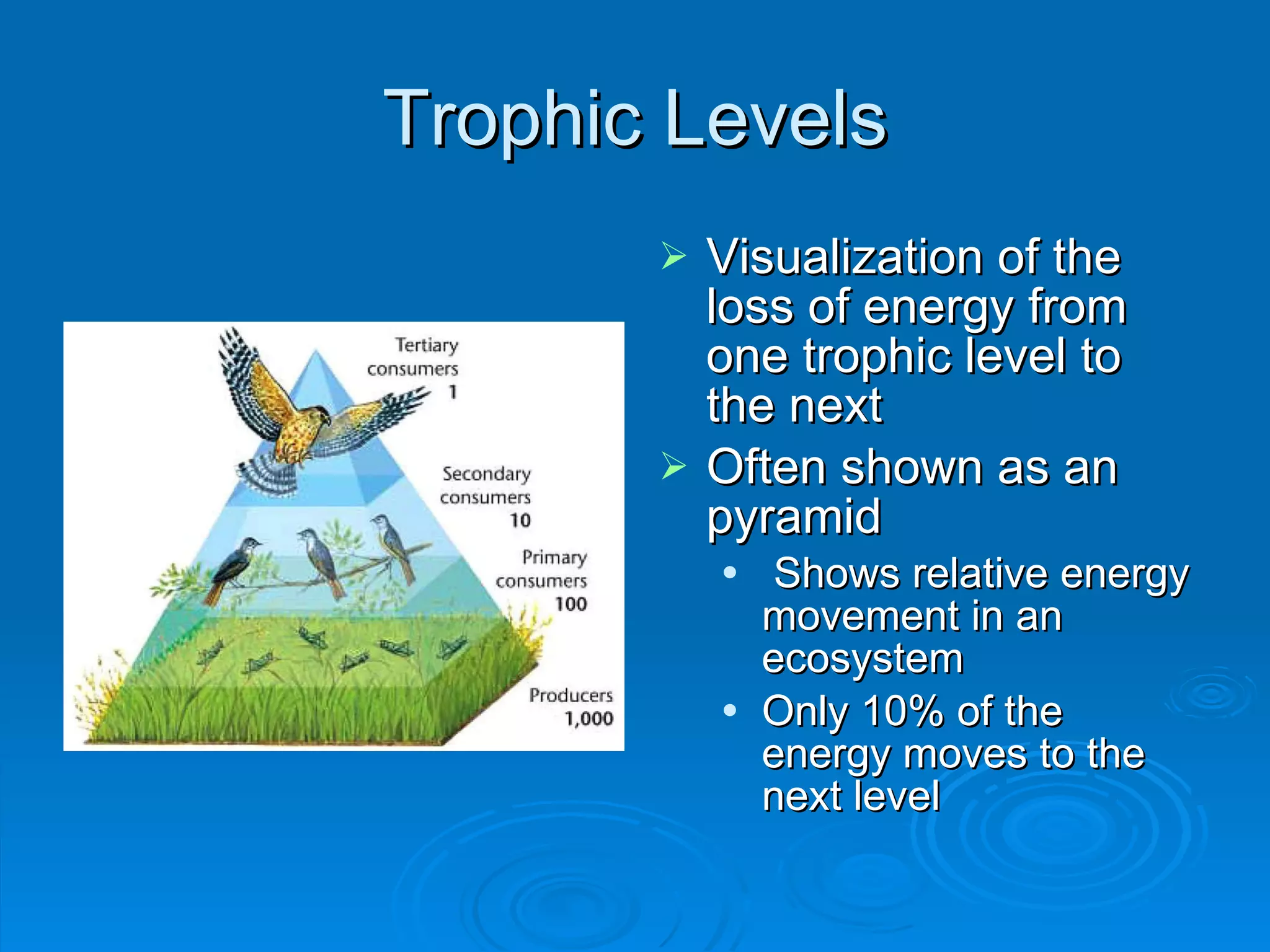 Energy flow in ecosystems | PPT
