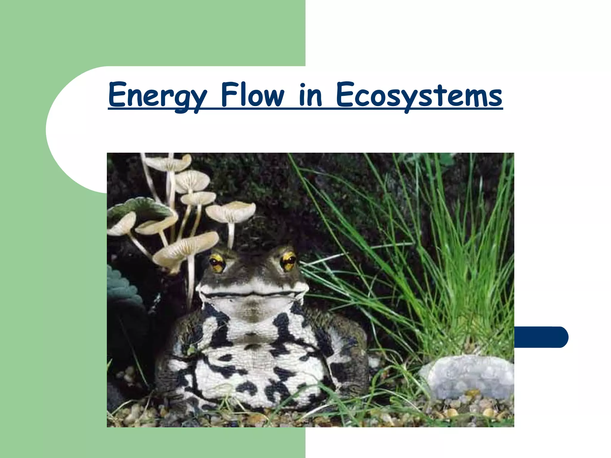 Energy flow in ecosystems | PPT