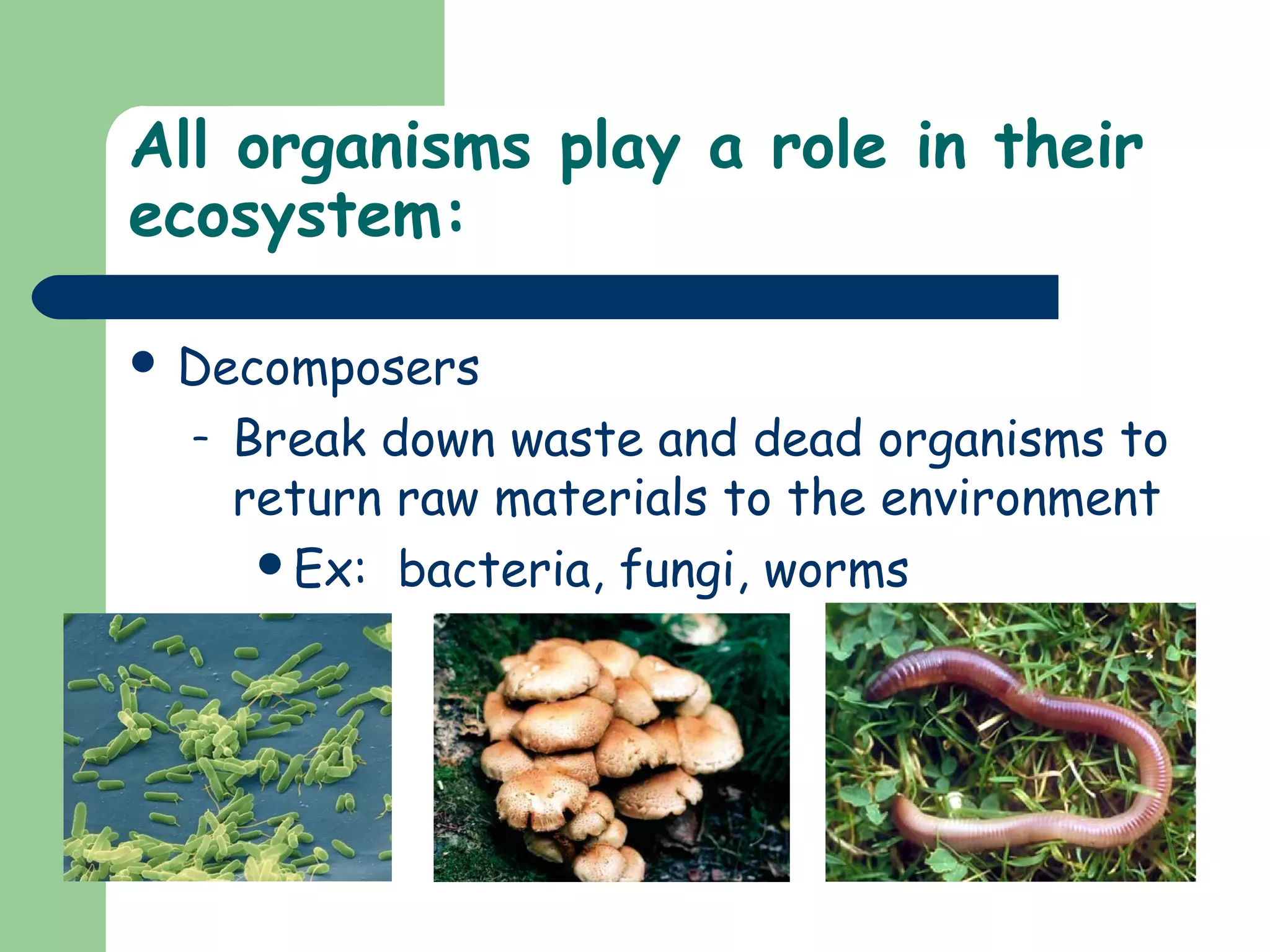 Energy flow in ecosystems | PPT