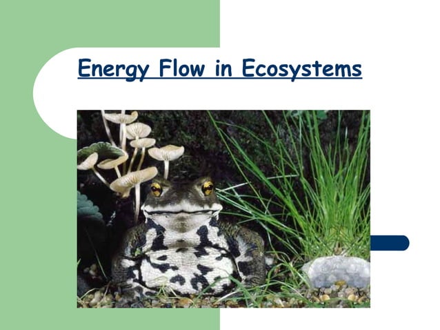 Energy flow in ecosystems | PPT | Environment | Science