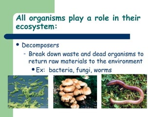 Energy flow in ecosystems | PPT