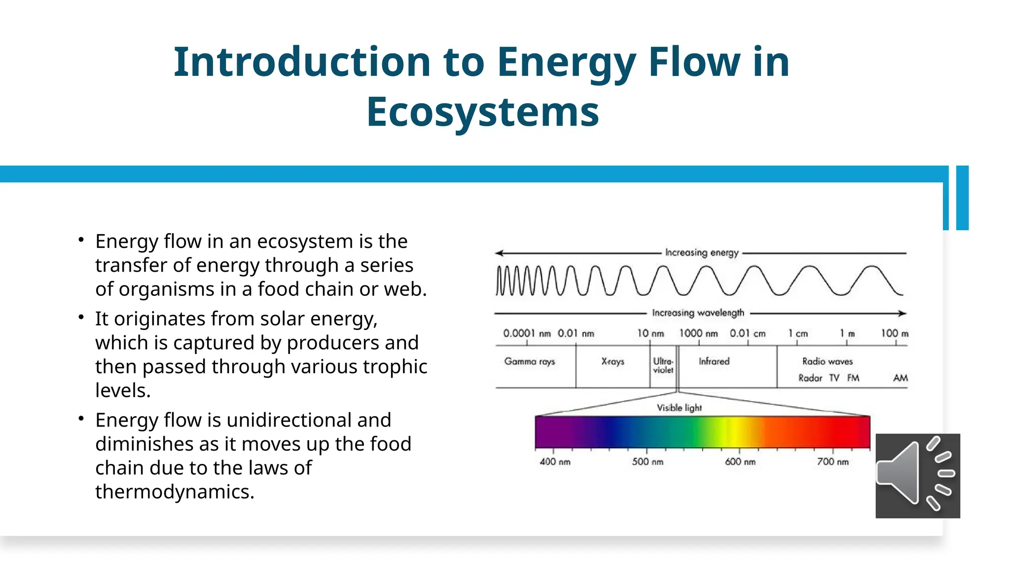 Energy flow in ecosytem various models.. | PPTX
