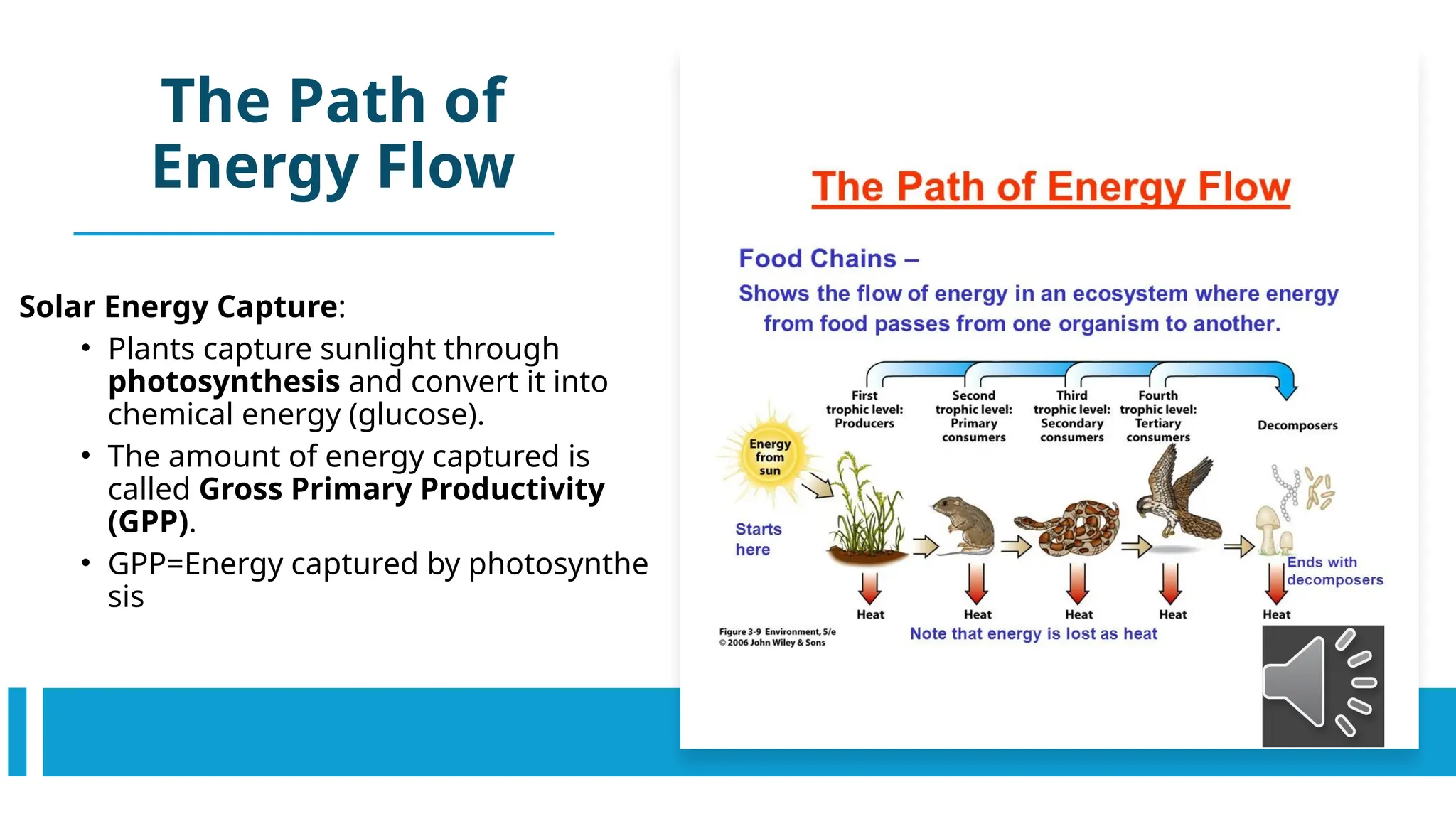 Energy flow in ecosytem various models.. | PPTX
