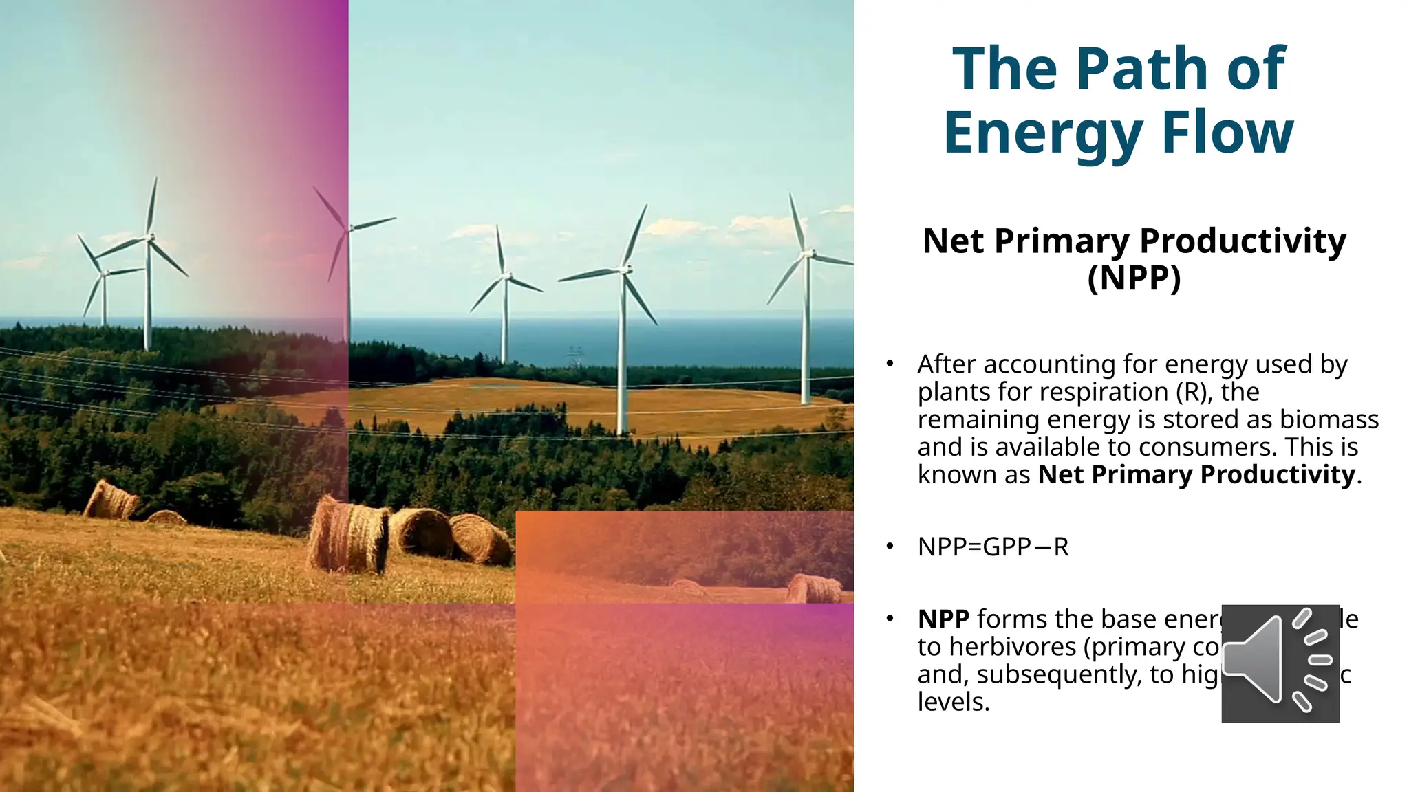 Energy flow in ecosytem various models.. | PPTX