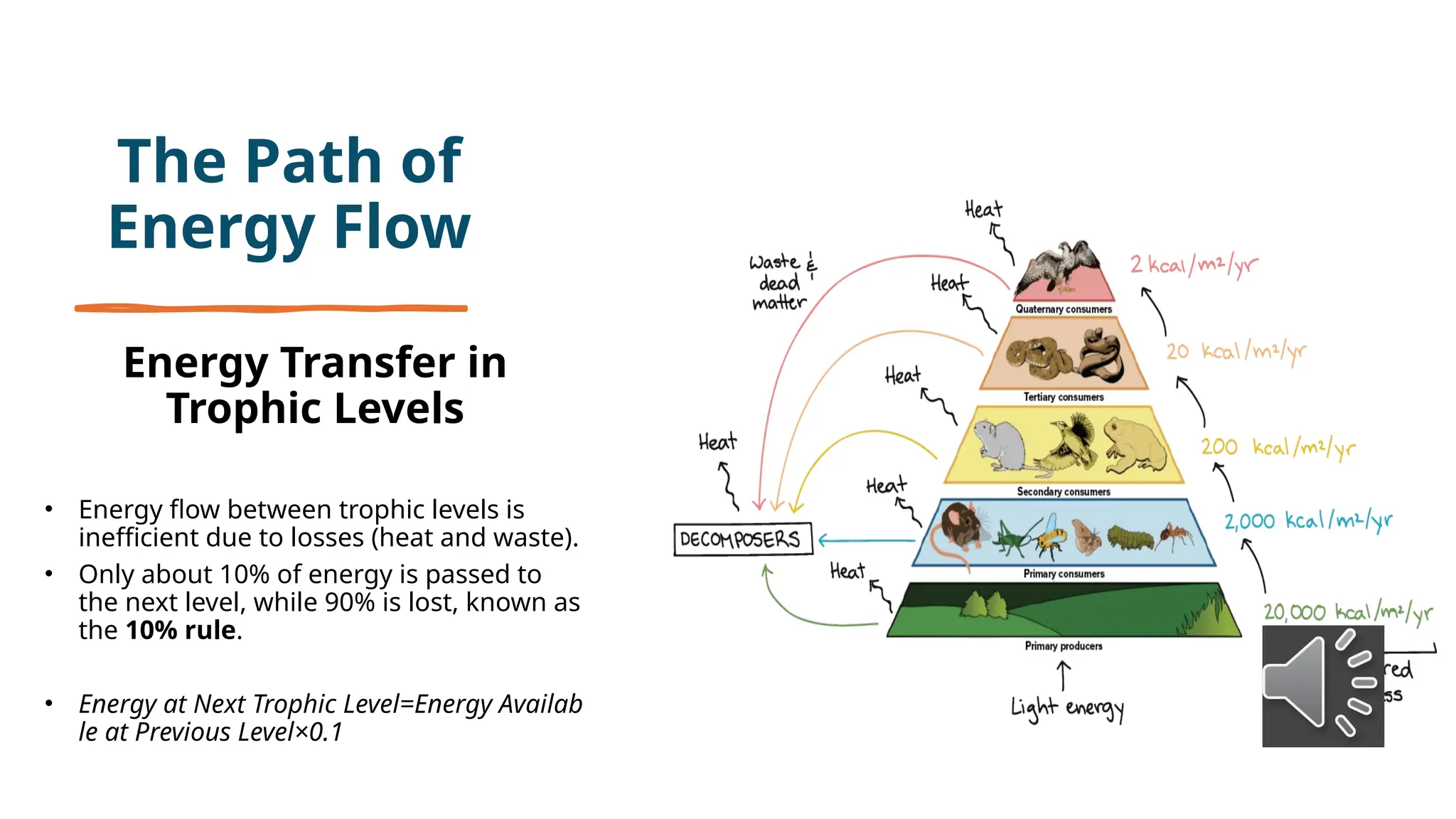 Energy flow in ecosytem various models.. | PPTX