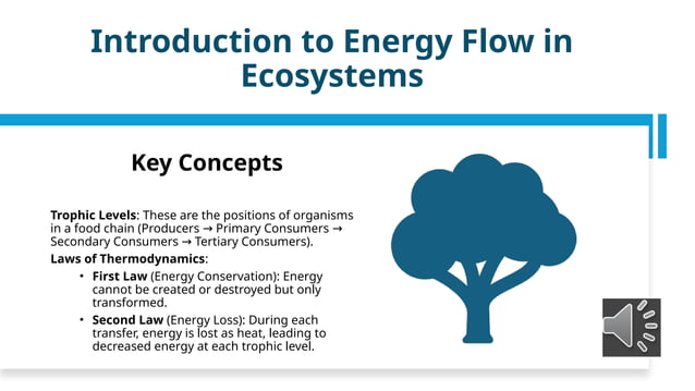 Energy flow in ecosytem various models.. | PPTX