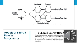 Energy flow in ecosytem various models.. | PPTX