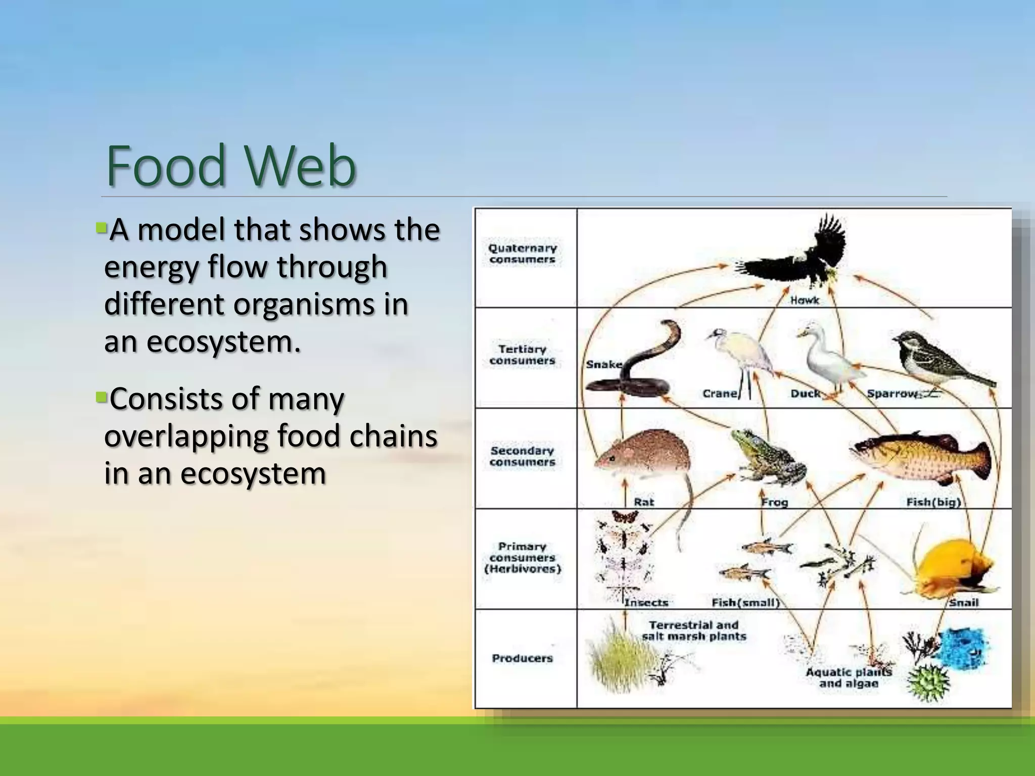Energy Flow in Environment : Ecological Energetics | PPTX