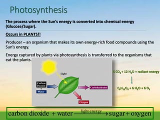 Energy Flow in Environment : Ecological Energetics | PPTX