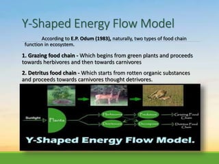 Energy Flow in Environment : Ecological Energetics | PPT