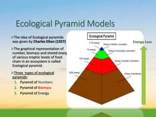 Energy Flow in Environment : Ecological Energetics | PPT