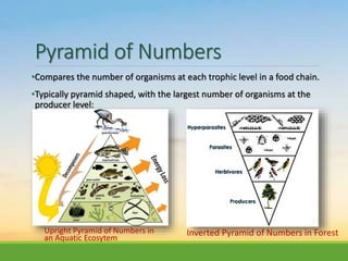 Energy Flow in Environment : Ecological Energetics | PPT