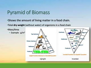 Energy Flow in Environment : Ecological Energetics | PPT