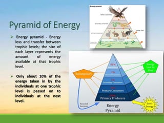 Energy Flow in Environment : Ecological Energetics | PPT
