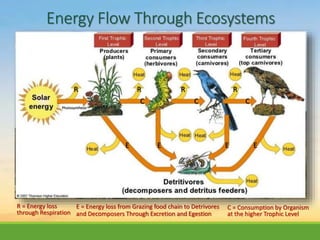 Energy Flow Through An Ecosystem Biozone
