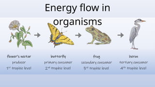 Energy flow in organisms cycle of life.pptx