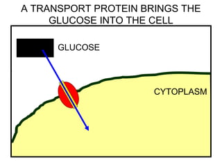 Energy flow in_the_cell_presentation_teacher_version | PPT