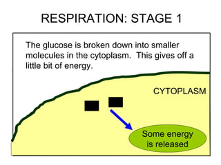Energy flow in_the_cell_presentation_teacher_version | PPT