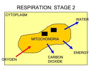 Energy flow in_the_cell_presentation_teacher_version | PPT