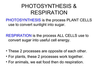 Energy flow in_the_cell_presentation_teacher_version | PPT