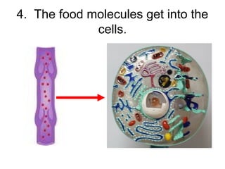 Energy flow in_the_cell_presentation_teacher_version | PPT